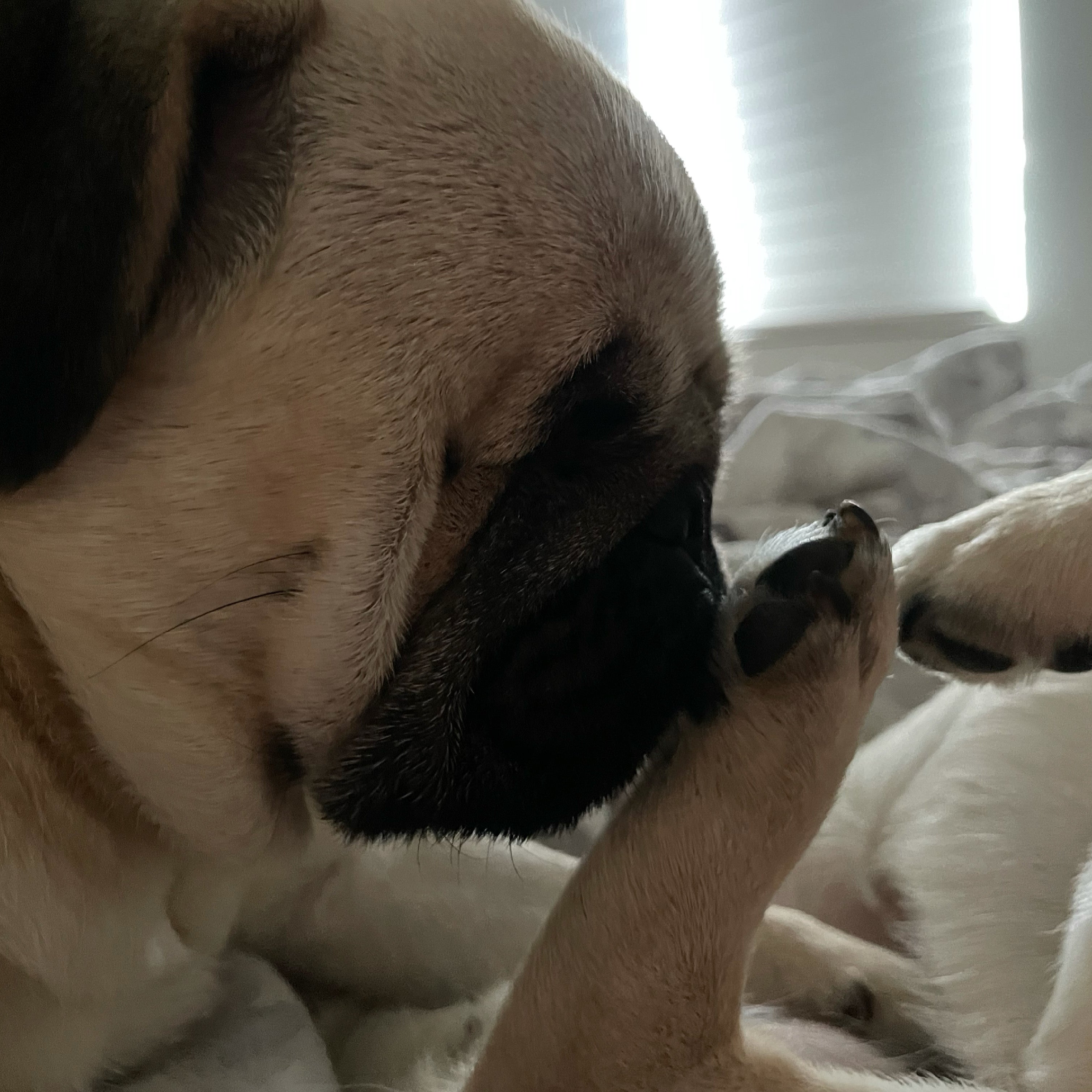 Patty the Pirate Labelle – Pug Life