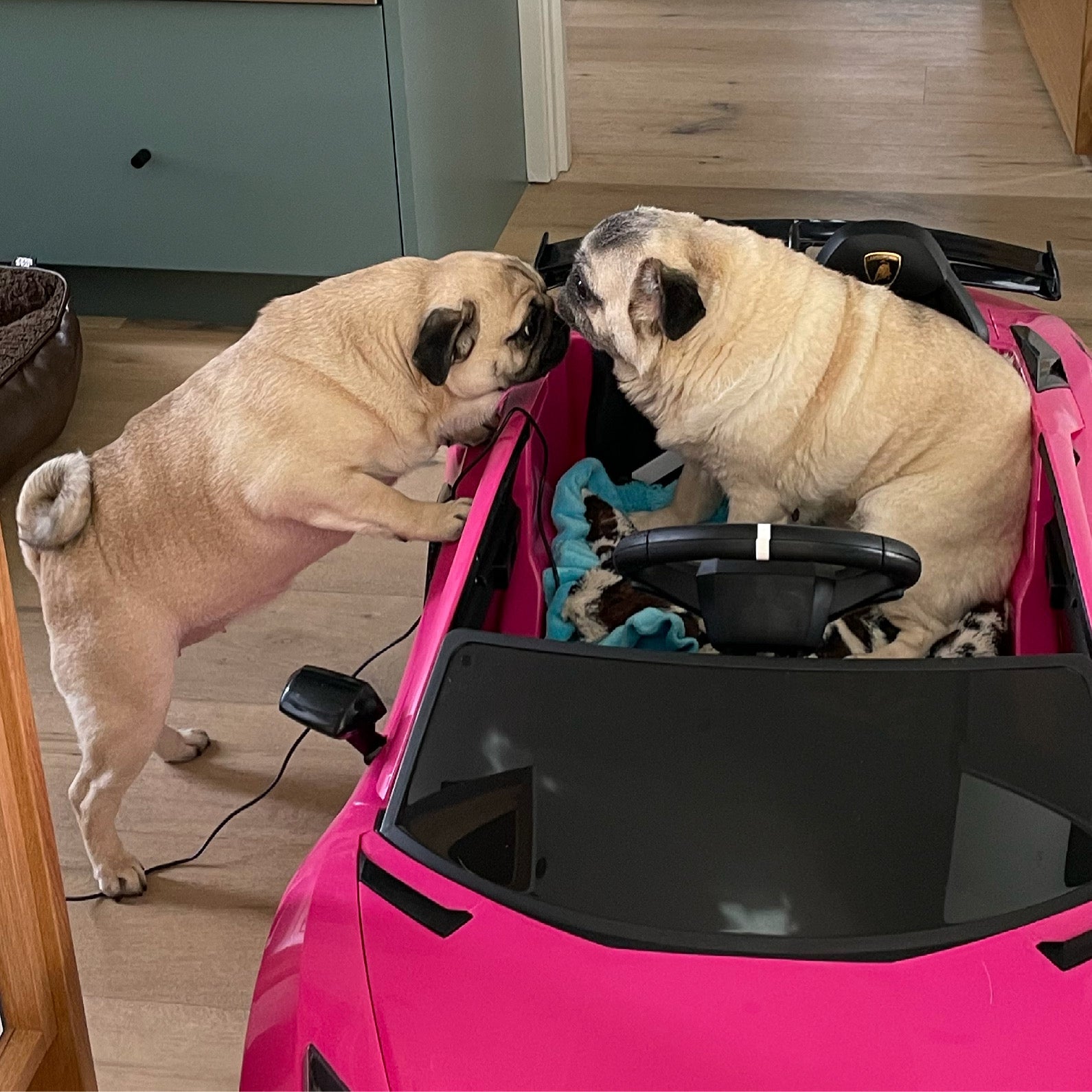 In Memory of Lola – Pug Life