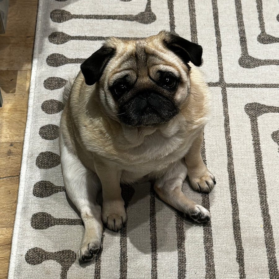 Pug Life: Discover Exclusive Pug Products and Accessories