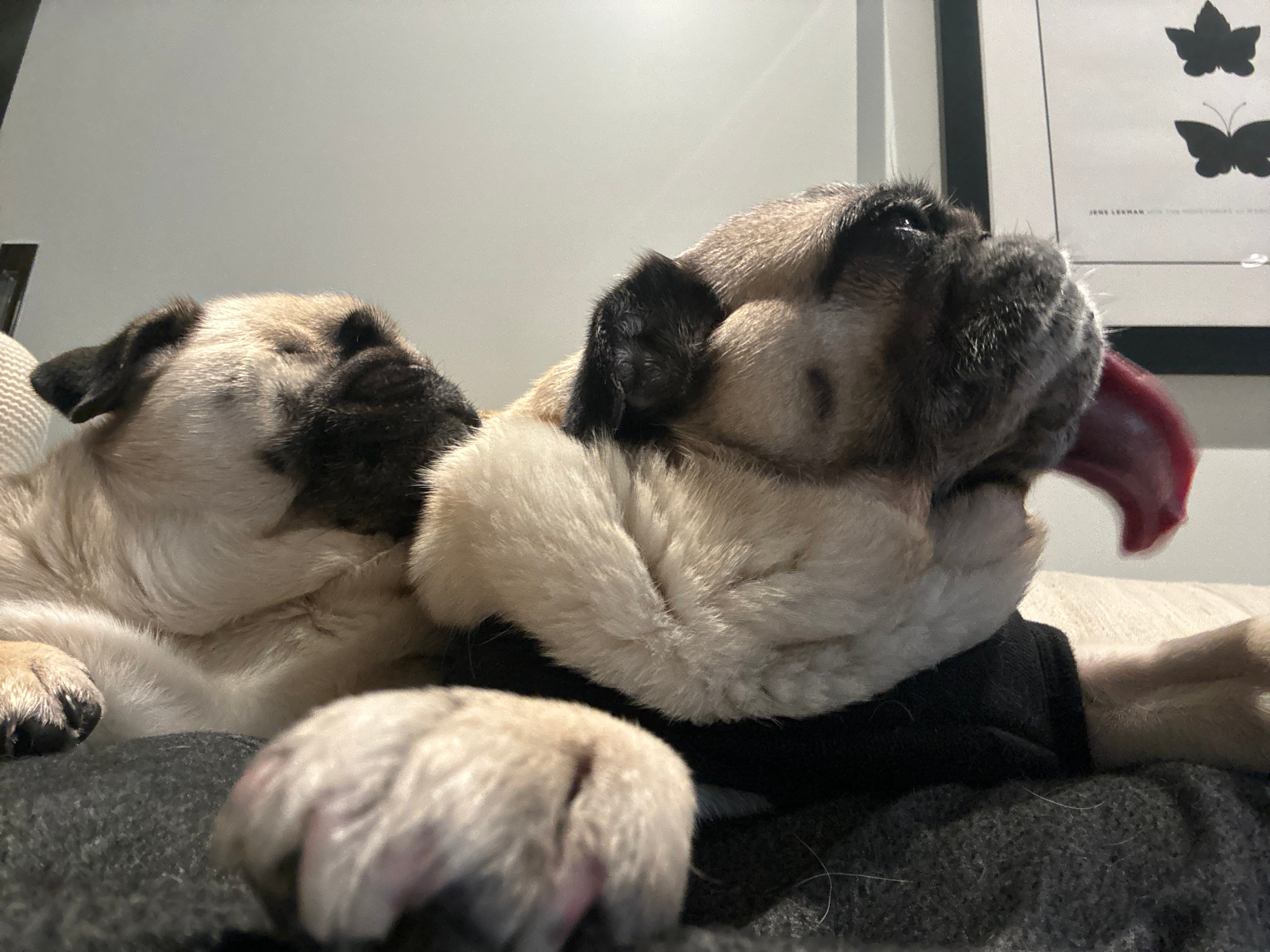 Sigh of Relief – Pug Life
