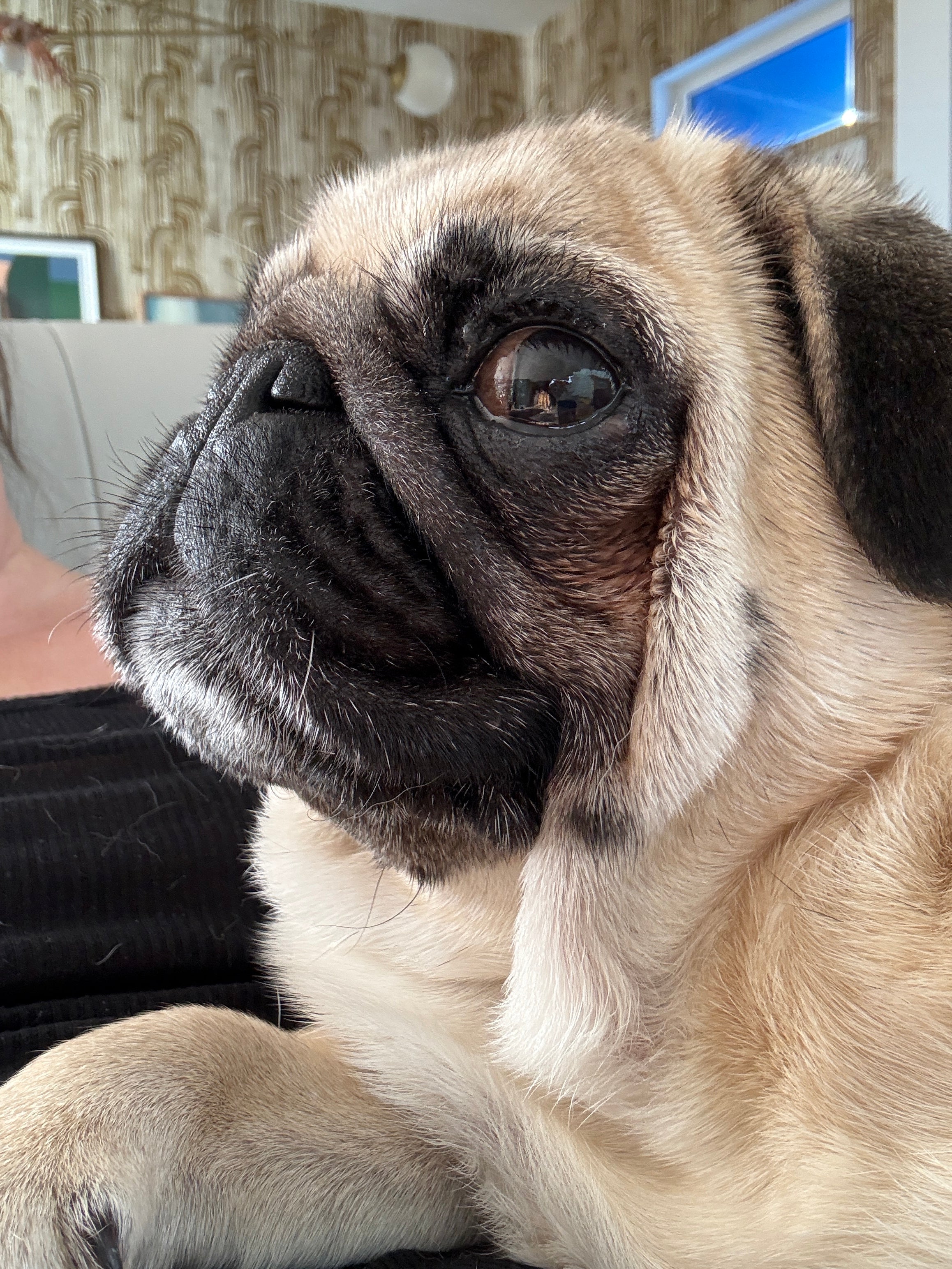 Patty the Pirate Labelle – Pug Life