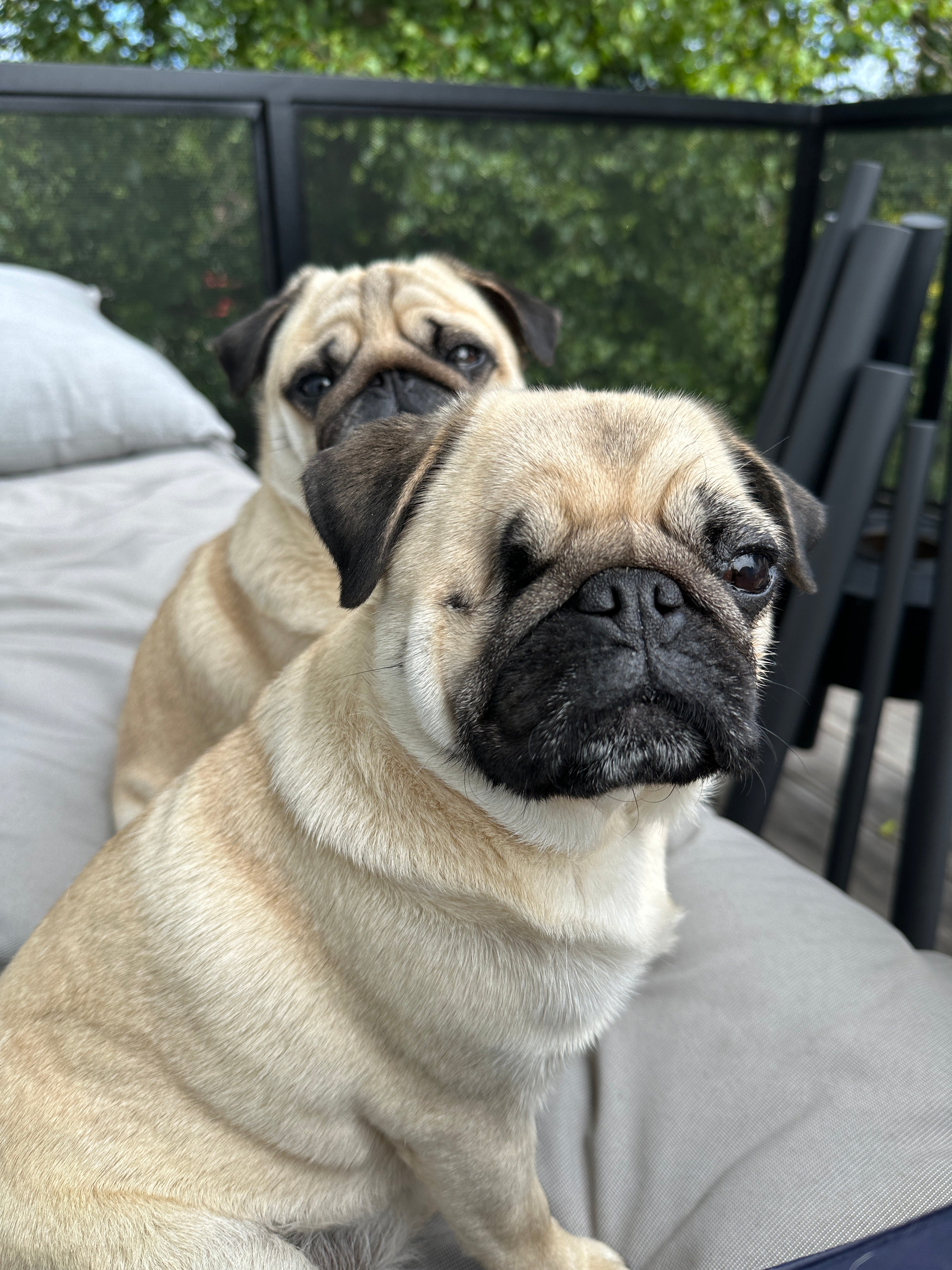Sun's Out, Pugs Out – Pug Life