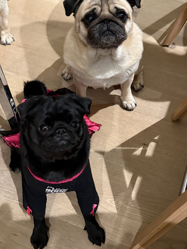 Pug Life: Discover Exclusive Pug Products and Accessories