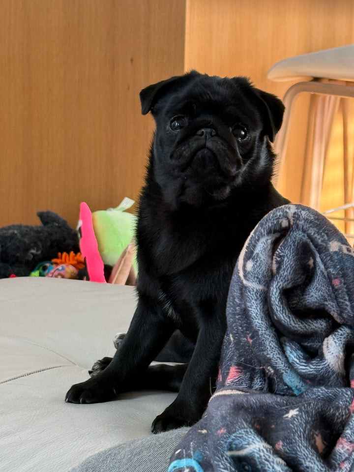 Pug Life: Discover Exclusive Pug Products and Accessories