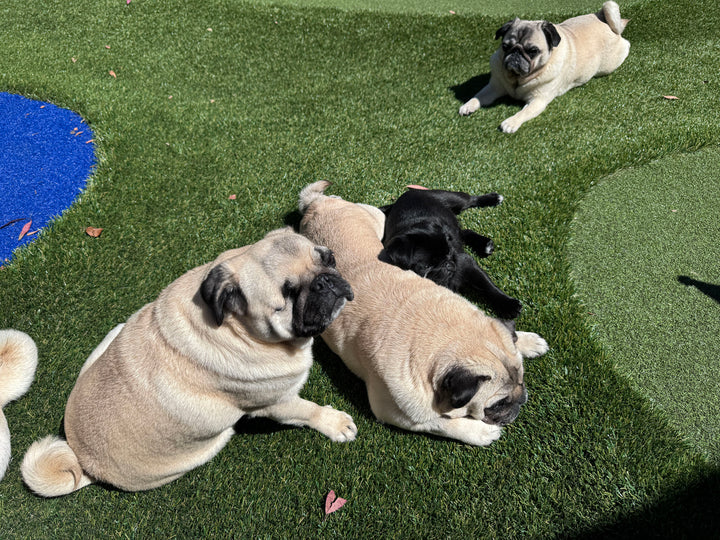 Pug Life: Discover Exclusive Pug Products and Accessories