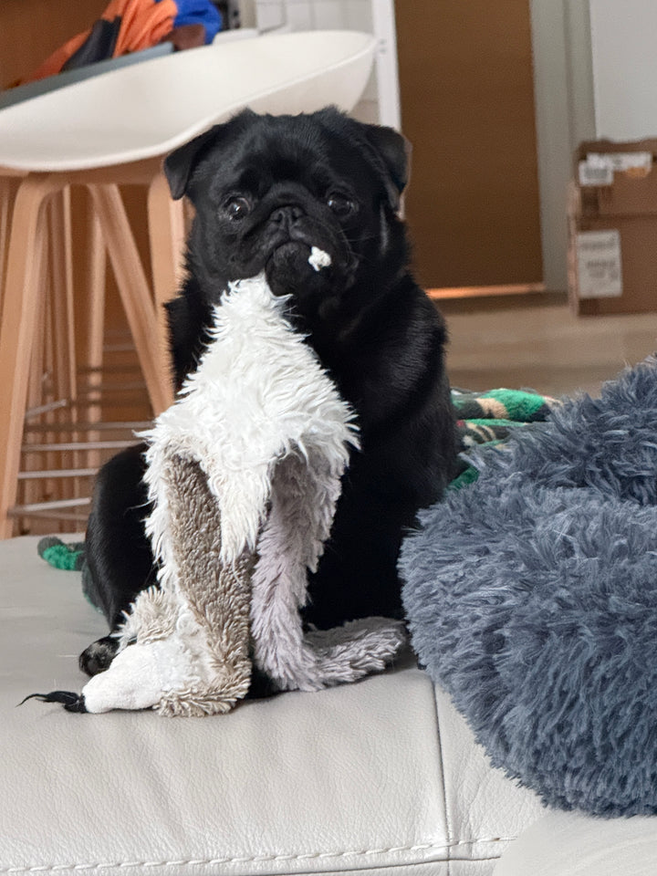 Pug Life: Discover Exclusive Pug Products and Accessories