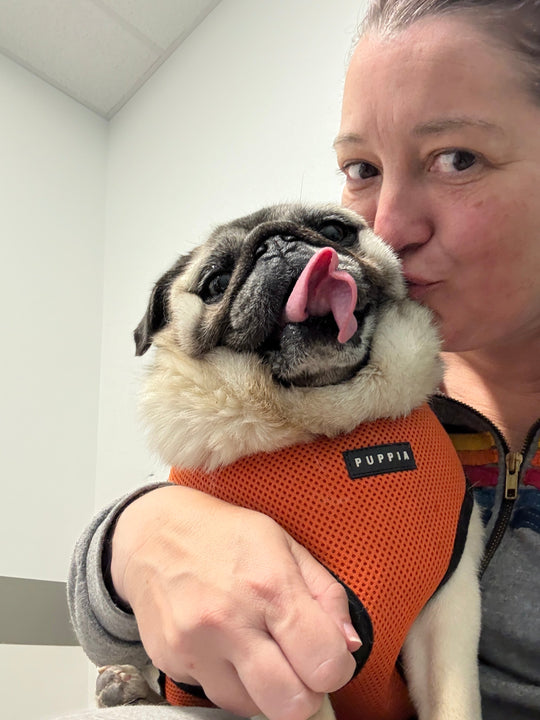 Pug Life: Discover Exclusive Pug Products and Accessories