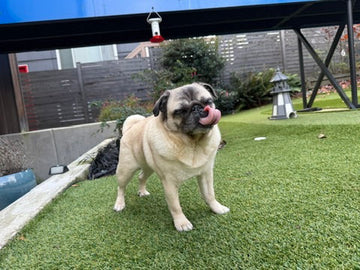 Pug Life: Discover Exclusive Pug Products and Accessories