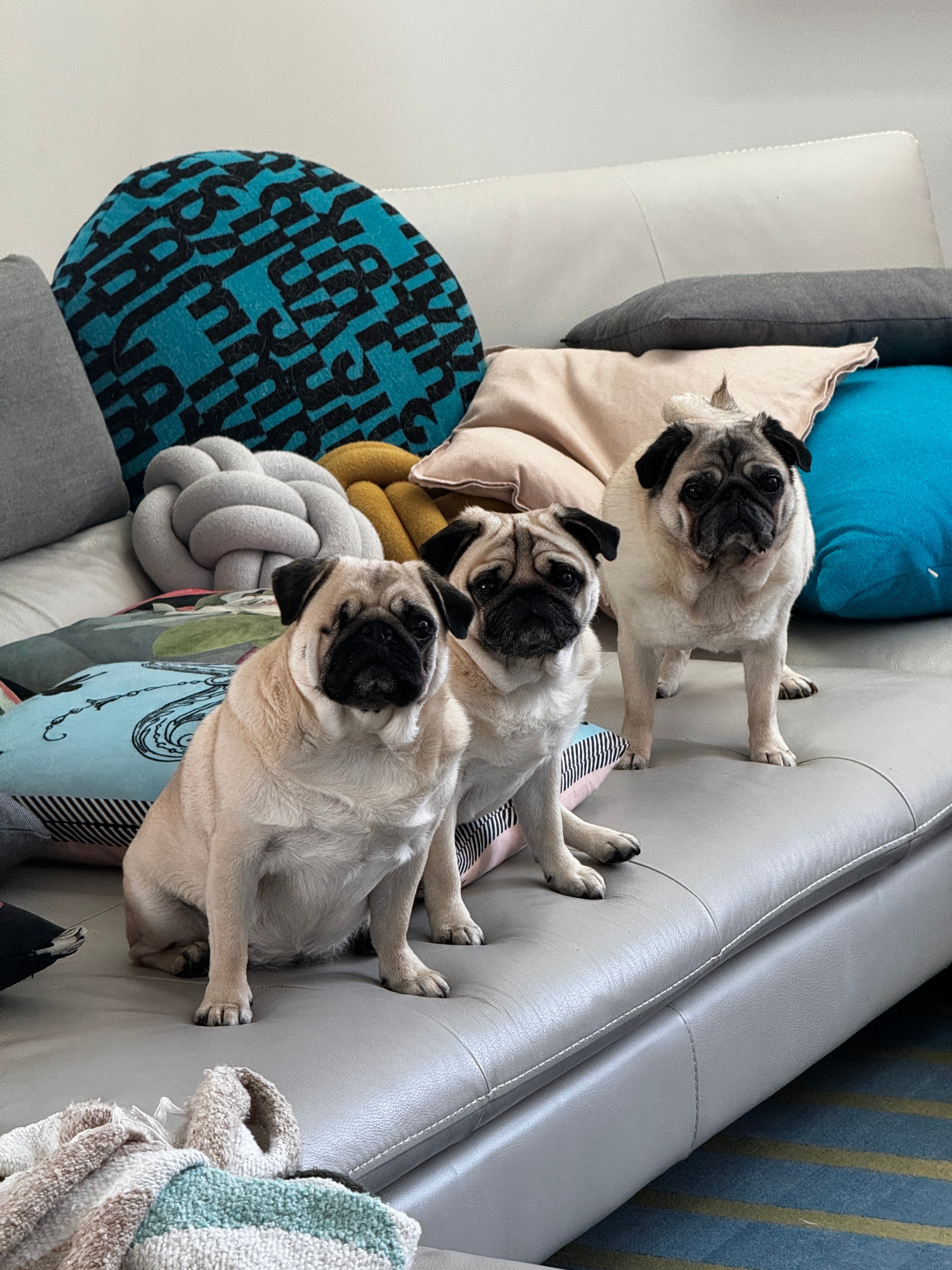 25 Years of Pug Life and still going with all the pugs