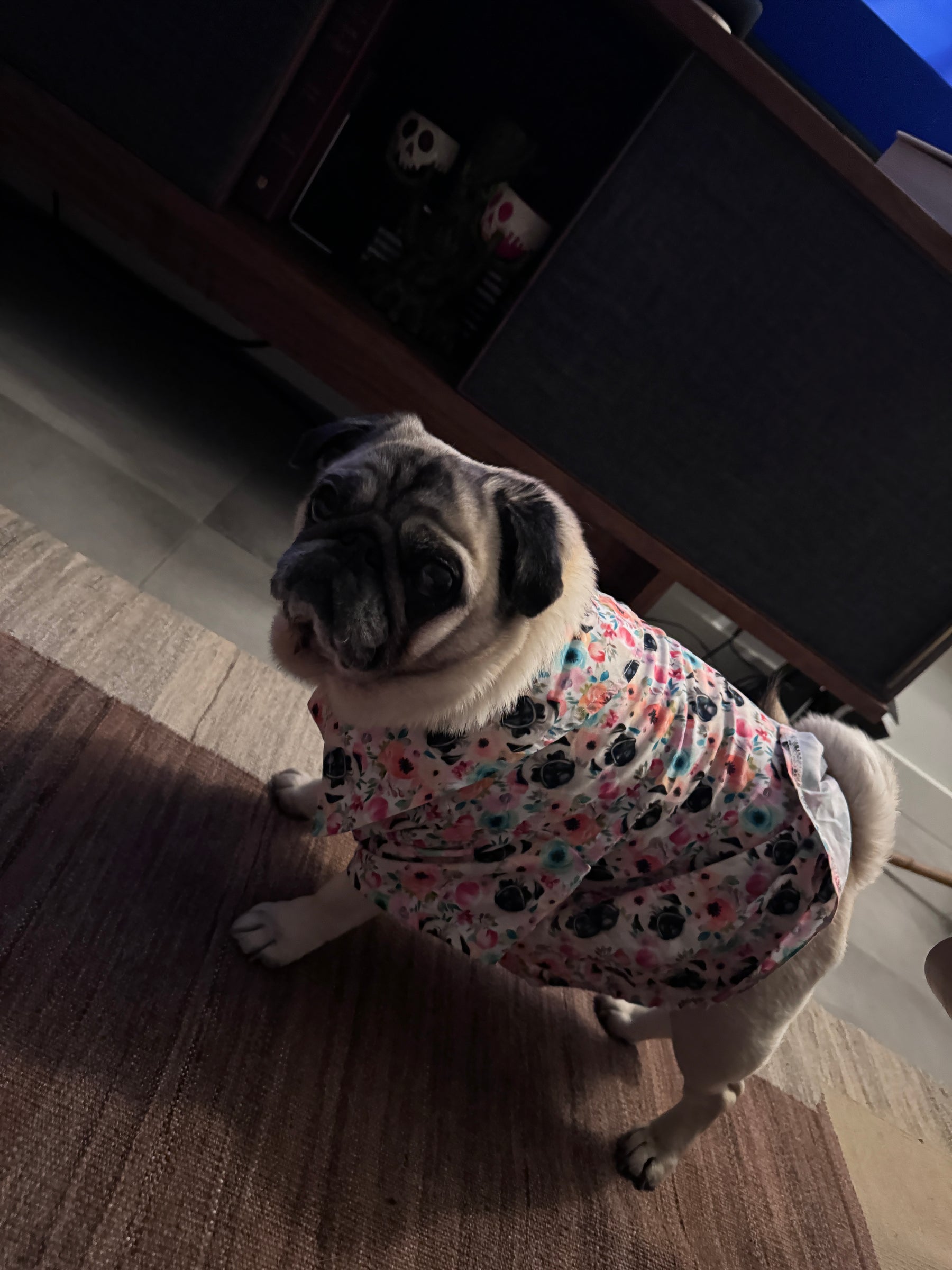 Space Pug Aloha Shirt for Pets – Pug Life