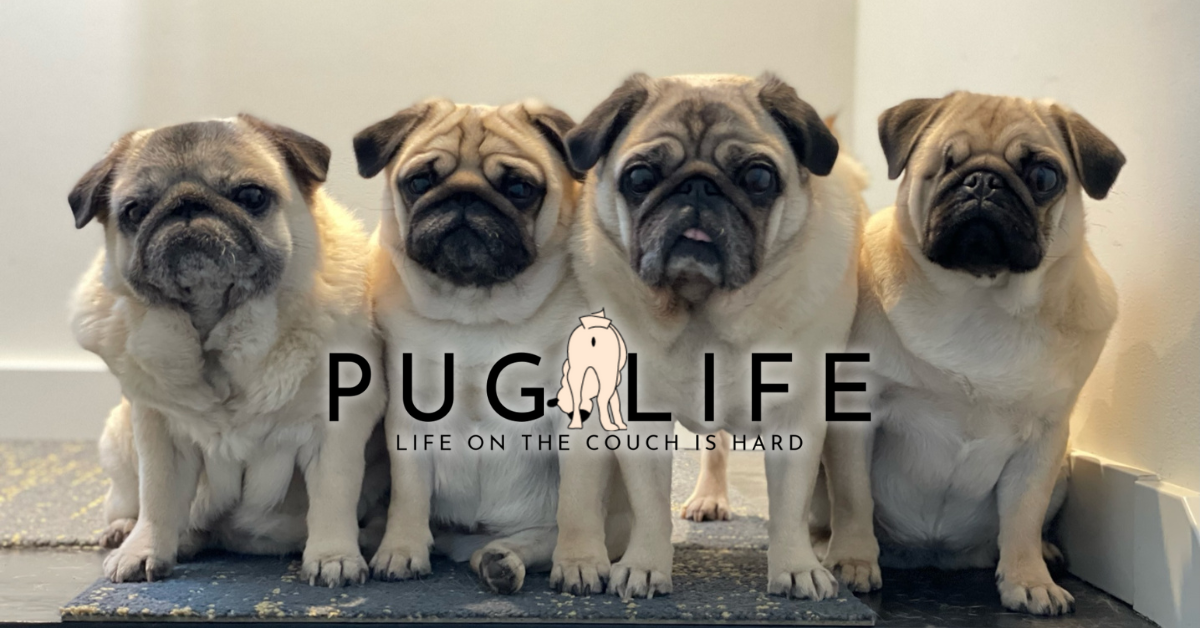 Harnesses – Pug Life